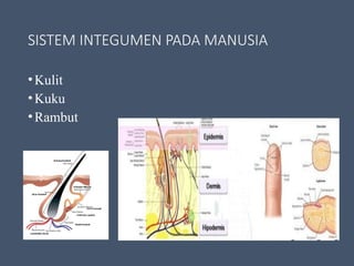 anatomi fisiologi sistem integumen ppt anatomi fisiologi | PPTX
