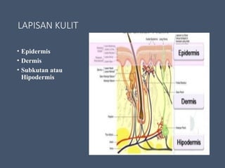 anatomi fisiologi sistem integumen ppt anatomi fisiologi | PPTX