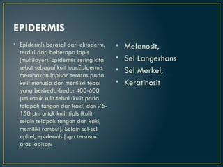 ANATOMI_FISIOLOGI_SISTEM_INTEGUMEN fix.pptx