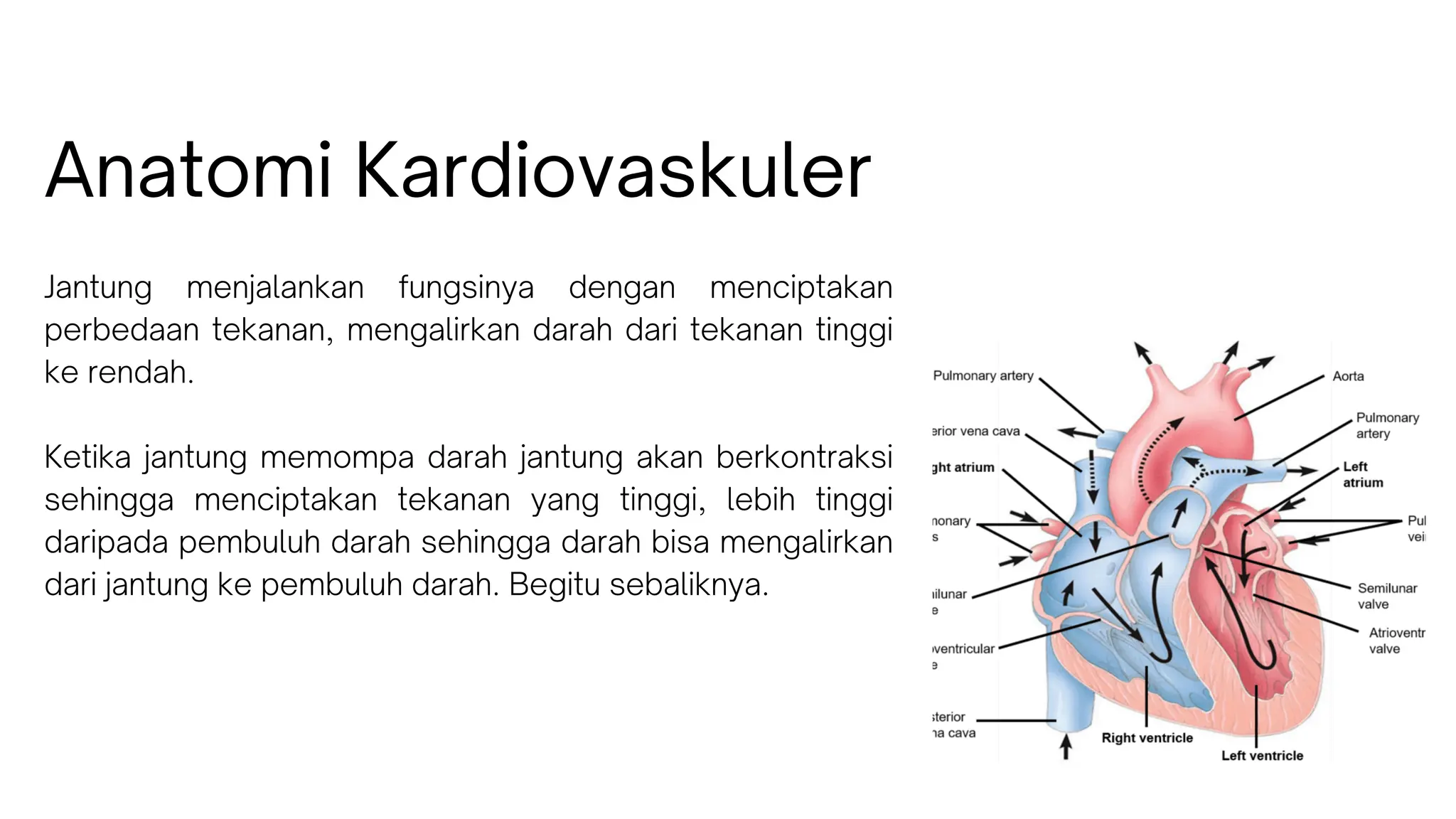 Anatomi Fisiologi Sistem Kardiovaskuler.pdf