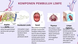anatomi fisiologi sistem limfatik manusia | PPTX