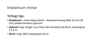 Anatomi fisiologi sistem pencernaan | PPTX