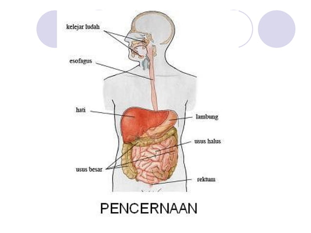 ANATOMI FISIOLOGI SISTEM PENCERNAAN TUBUH MANUSIA.ppt