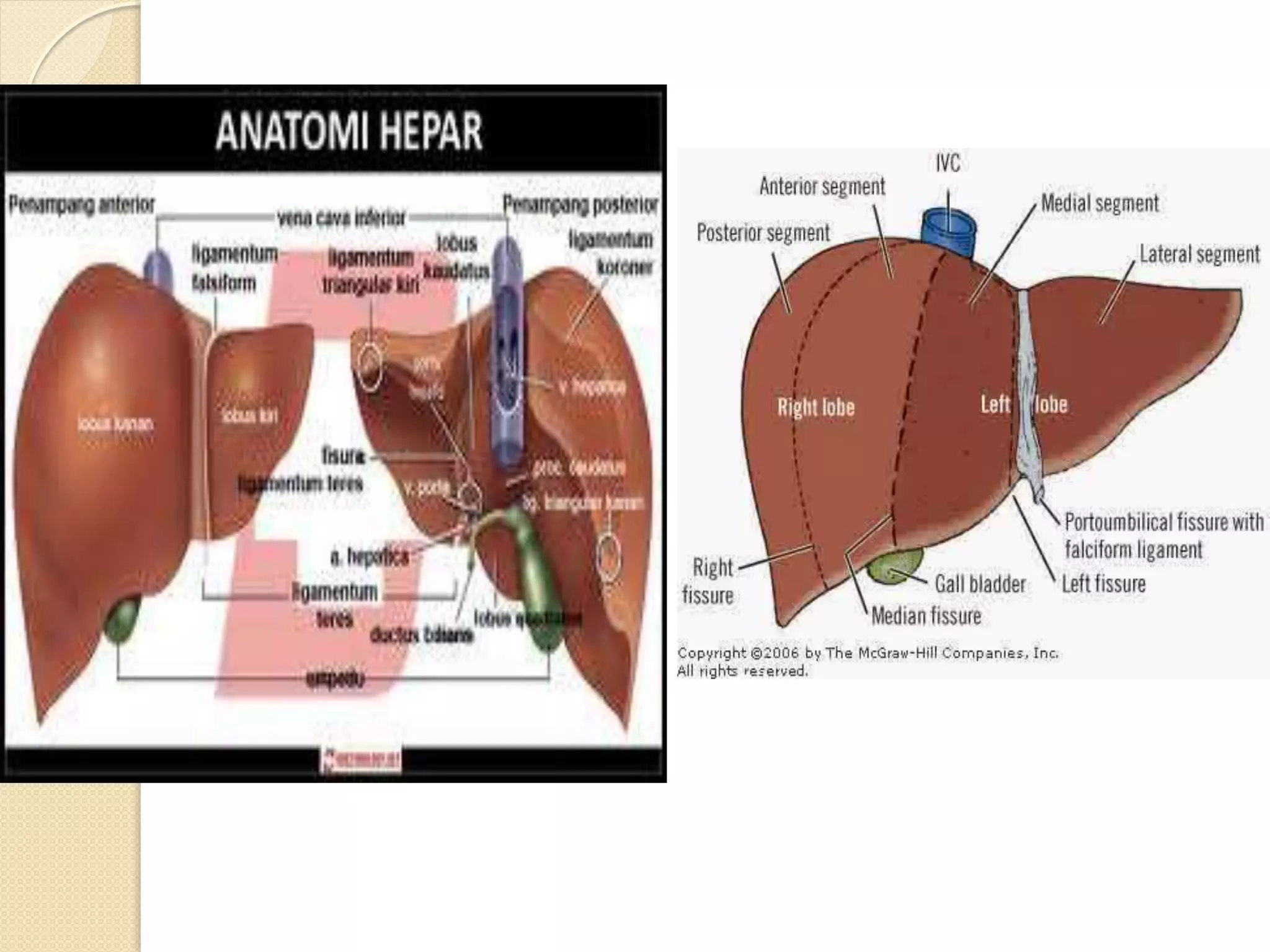 Anatomi fisiologi sistem pencernaan (hati) | PPTX