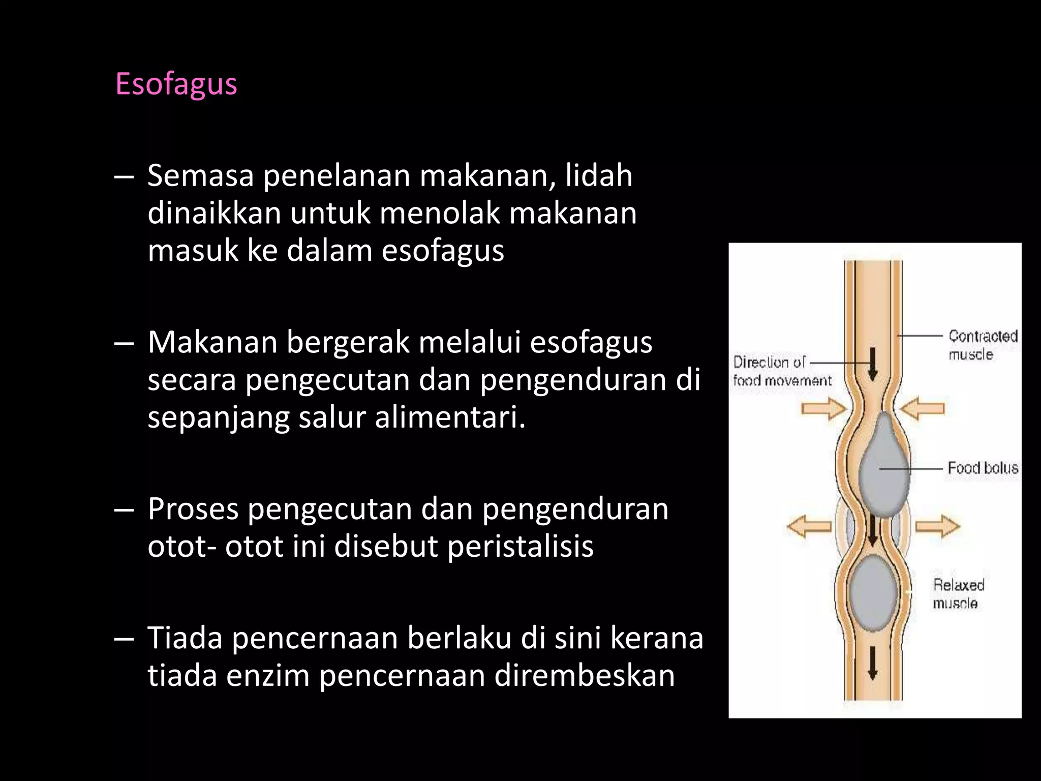 Anatomi & fisiologi sistem pencernaan & metabolisme badan | PPTX