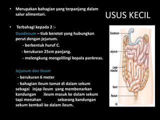 Anatomi & fisiologi sistem pencernaan & metabolisme badan | PPTX
