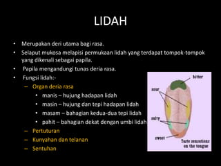 Anatomi & fisiologi sistem pencernaan & metabolisme badan | PPTX