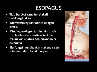 Anatomi & fisiologi sistem pencernaan & metabolisme badan | PPTX