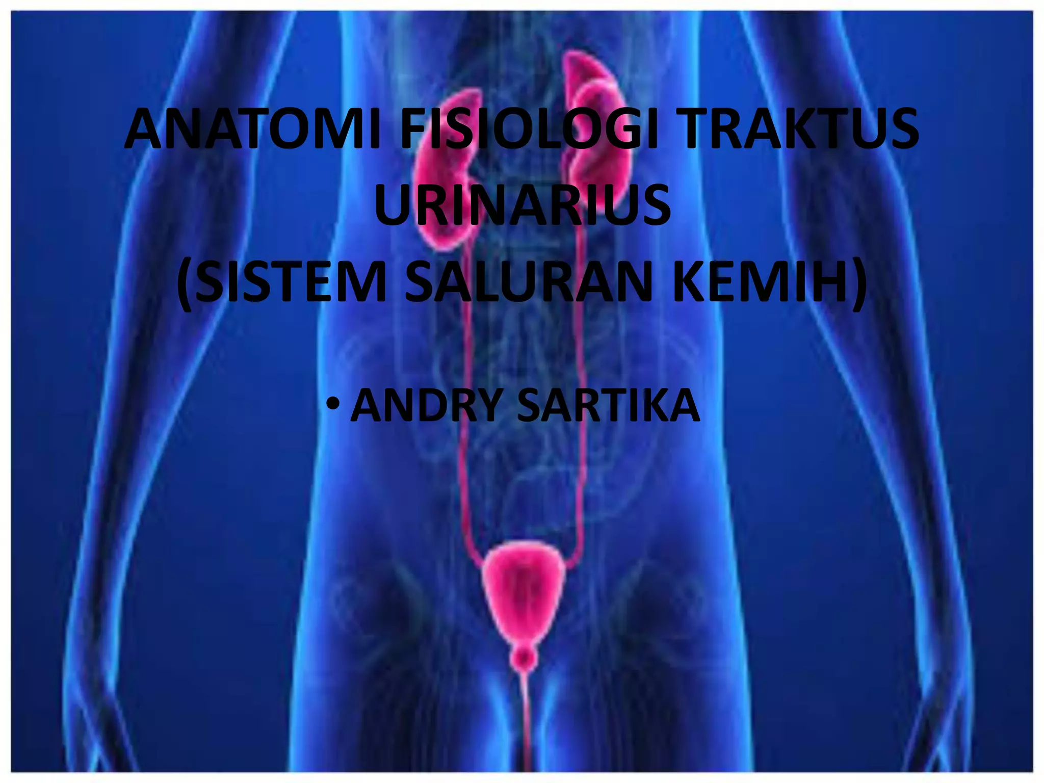 Anatomi Fisiologi Sistem Perkemihan (Traktus Urinarius) | PPTX