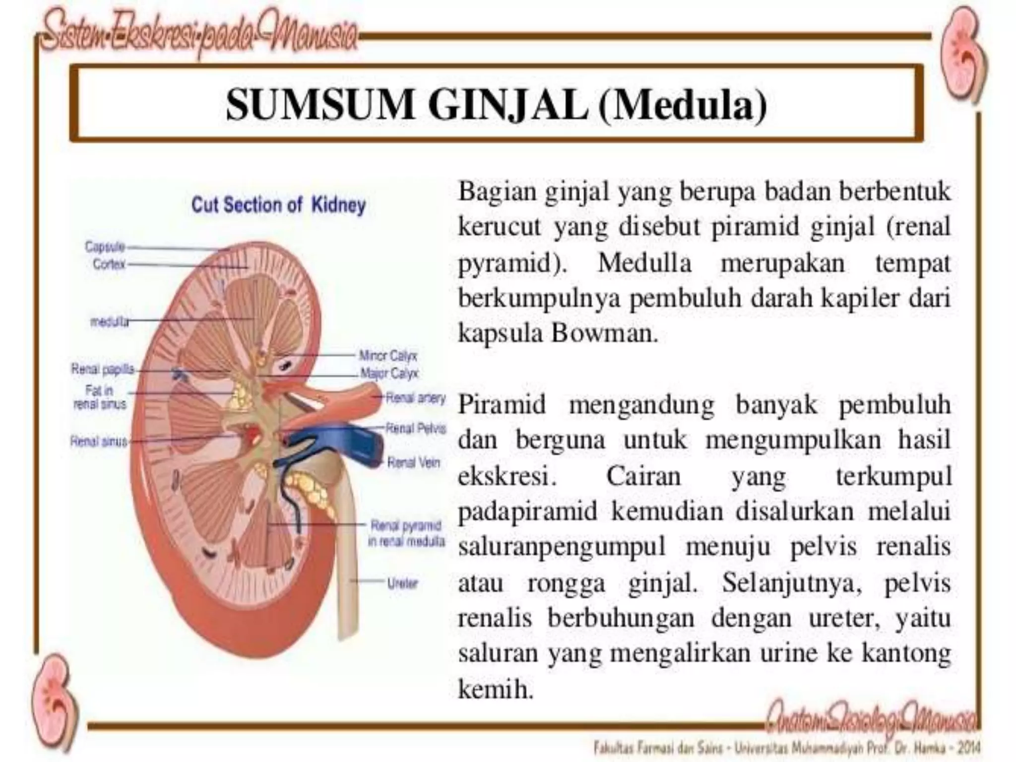 Anatomi Fisiologi Sistem Perkemihan (Traktus Urinarius) | PPTX