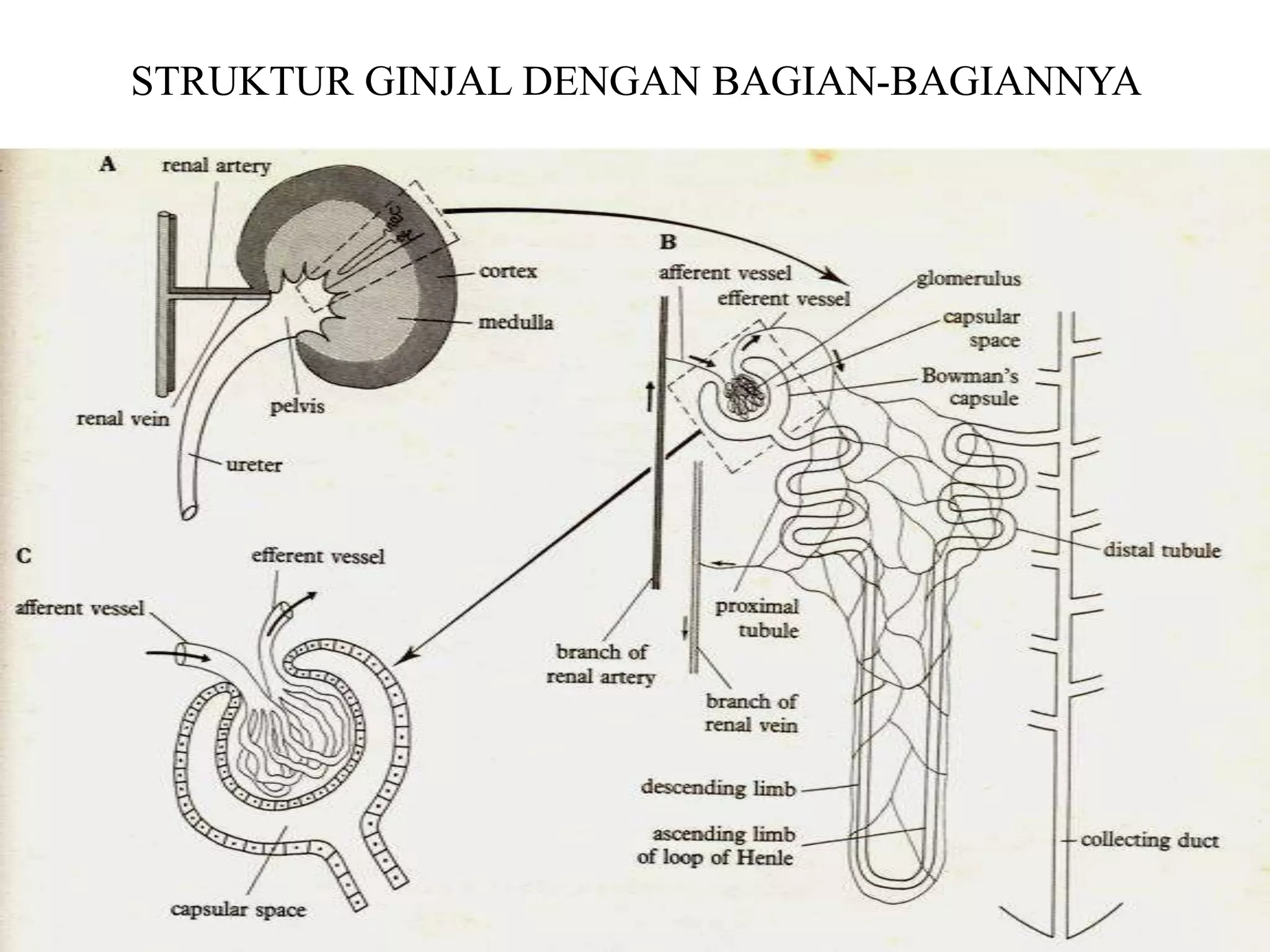 Anatomi Fisiologi Sistem Perkemihan (Traktus Urinarius) | PPTX