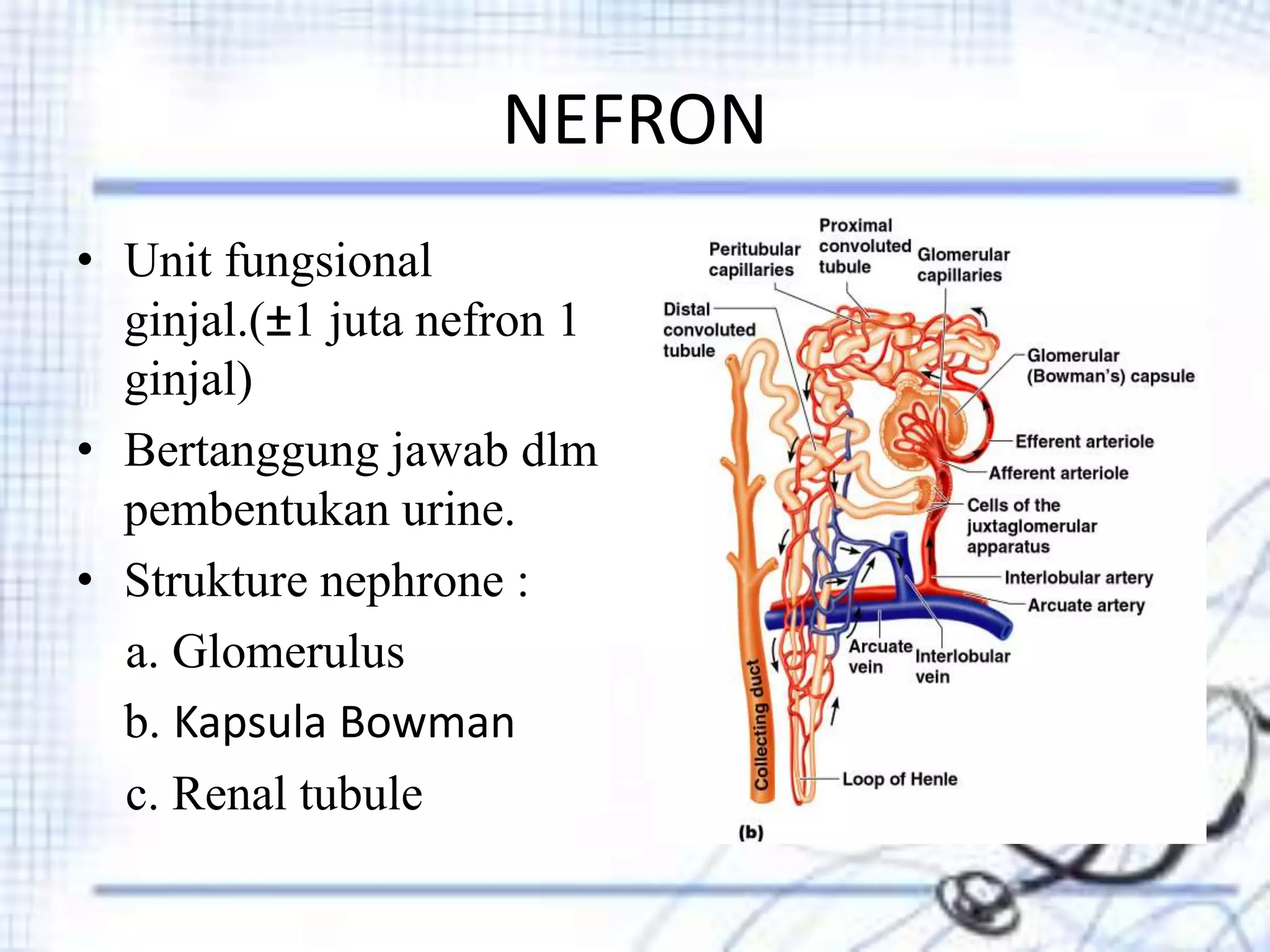 Anatomi Fisiologi Sistem Perkemihan (Traktus Urinarius) | PPTX