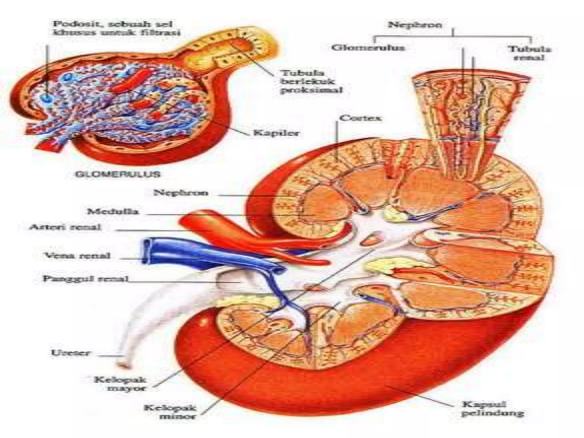 Anatomi Fisiologi Sistem Perkemihan (Traktus Urinarius) | PPTX