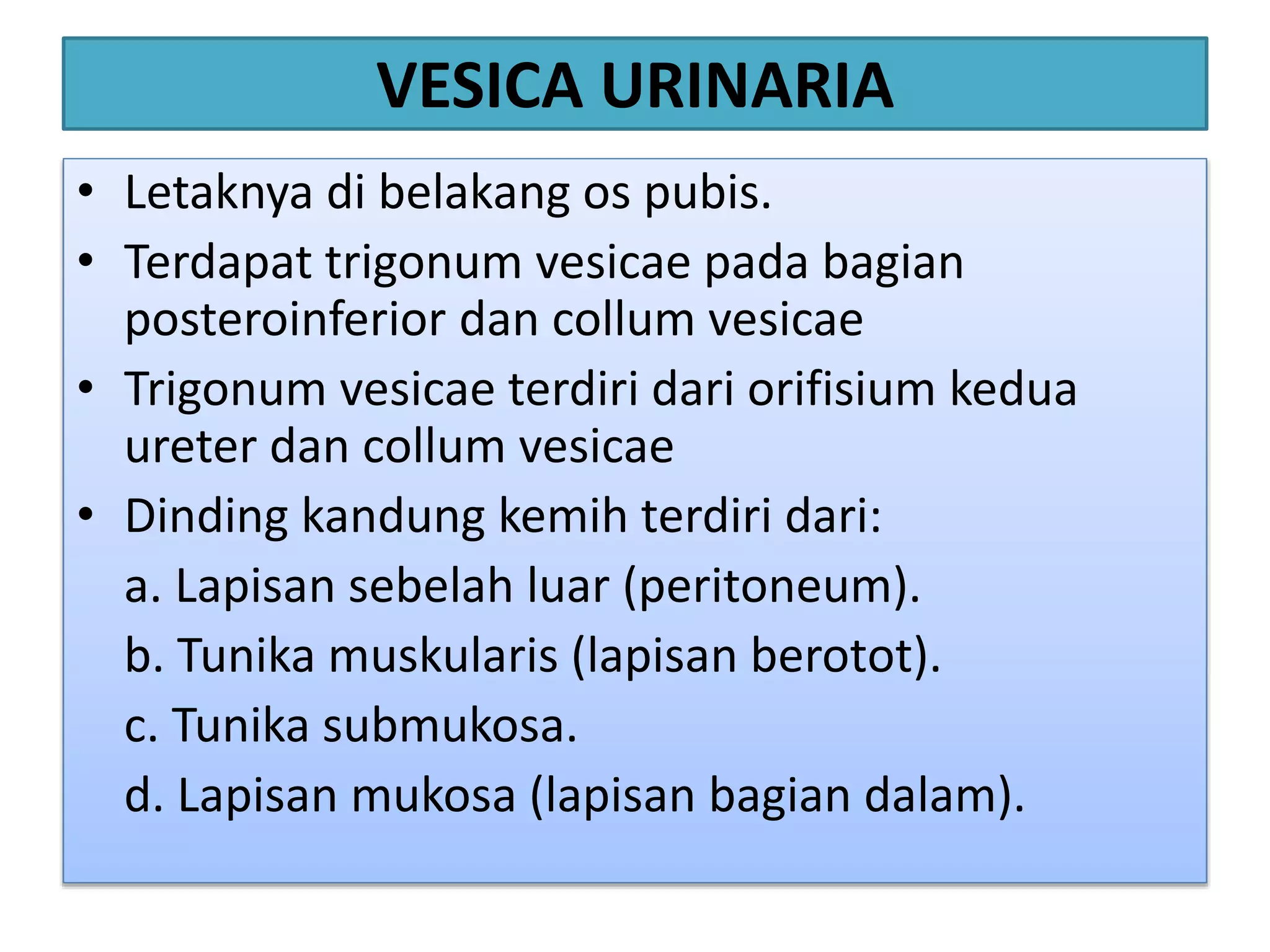 Anatomi Fisiologi Sistem Perkemihan (Traktus Urinarius) | PPTX
