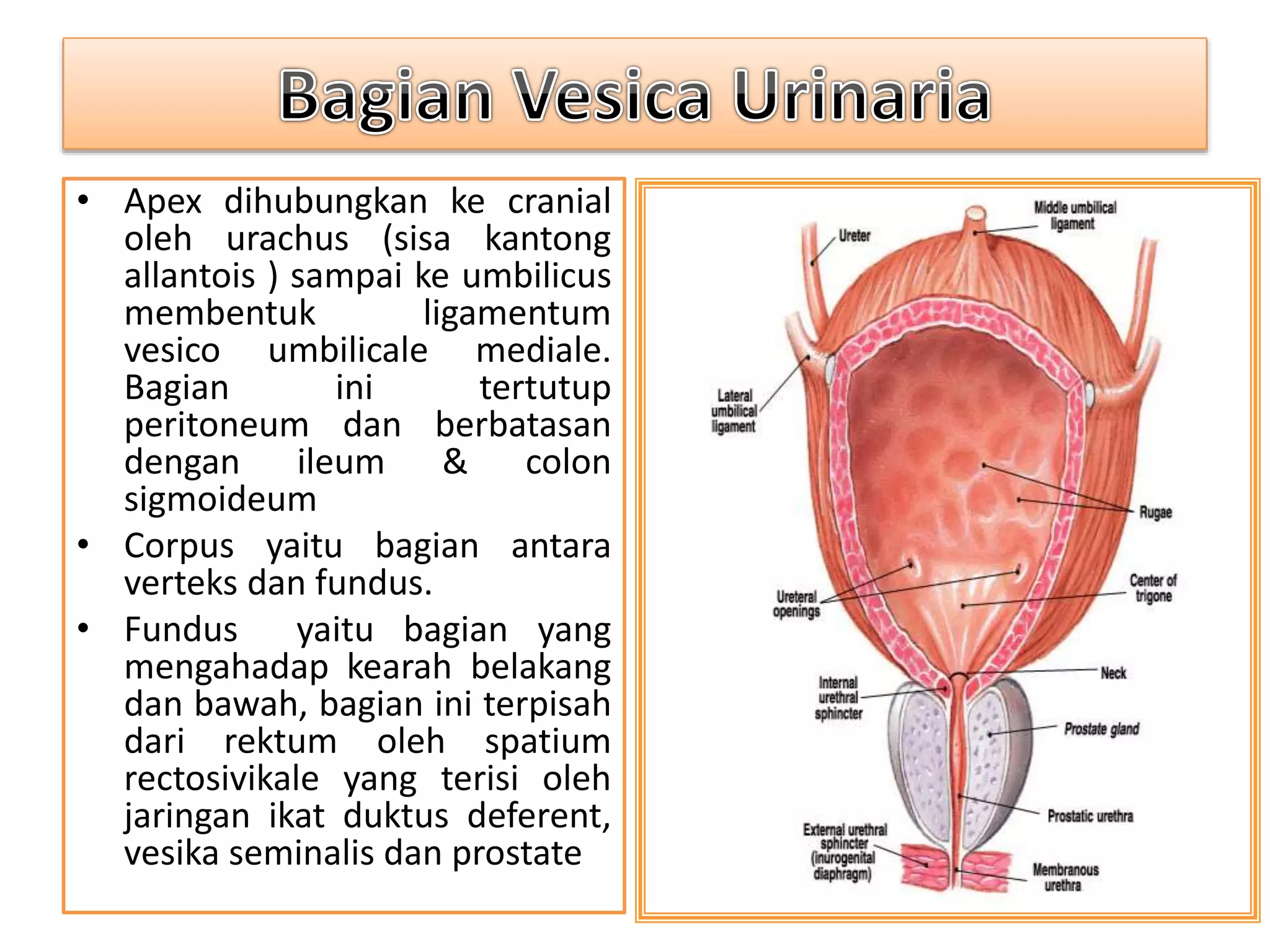 Anatomi Fisiologi Sistem Perkemihan (Traktus Urinarius) | PPTX