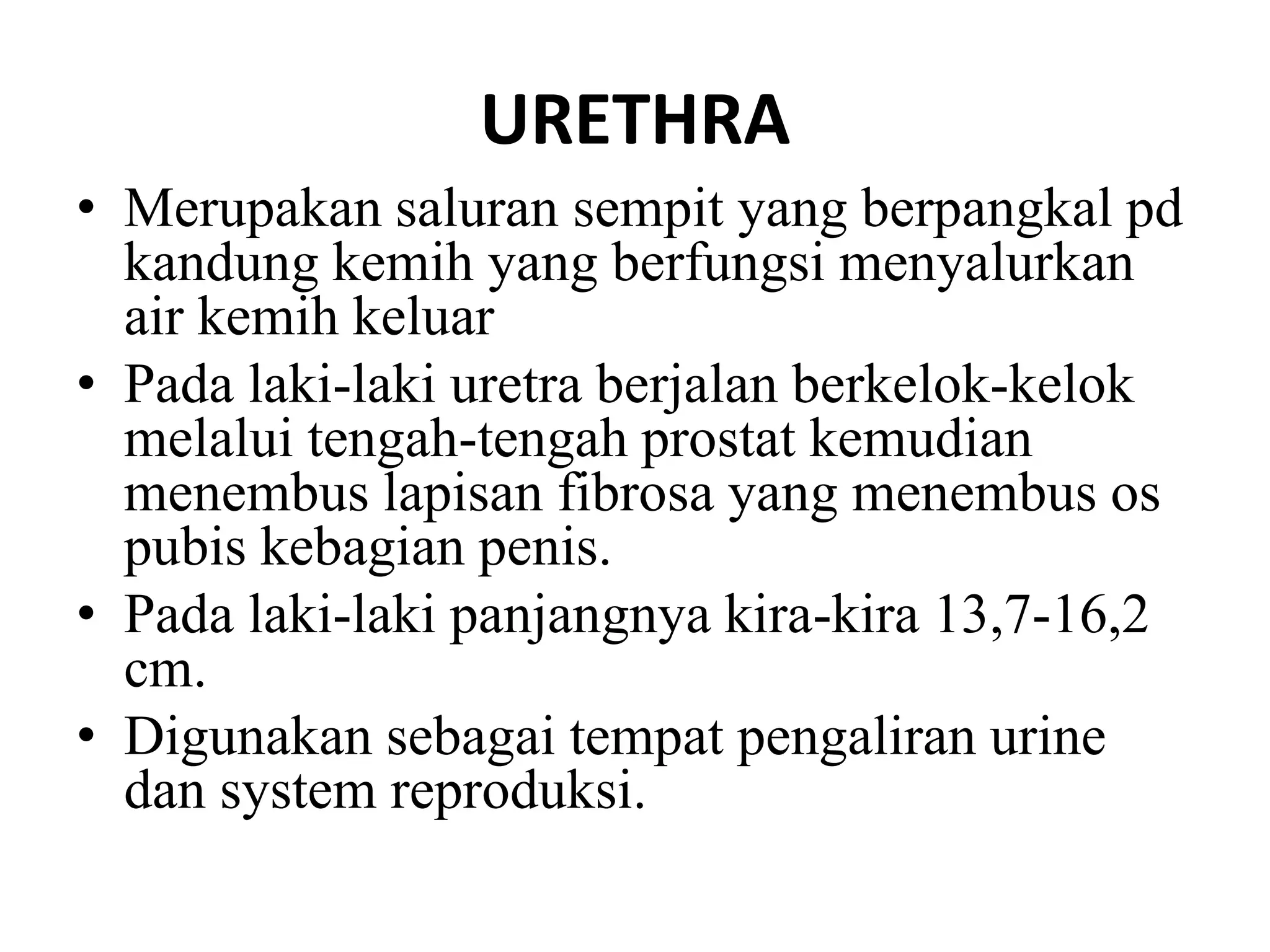 Anatomi Fisiologi Sistem Perkemihan (Traktus Urinarius) | PPTX