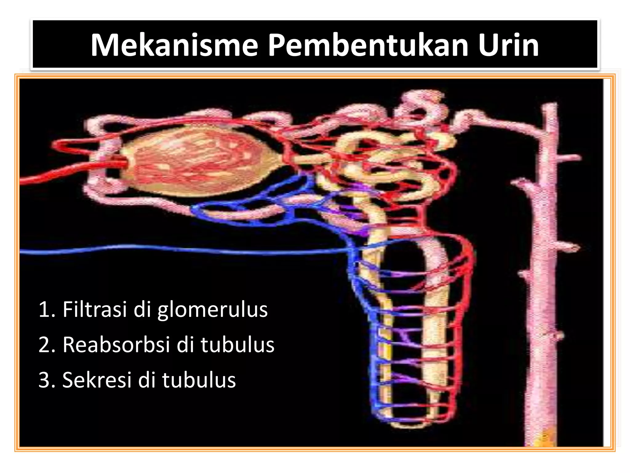 Anatomi Fisiologi Sistem Perkemihan (Traktus Urinarius) | PPTX