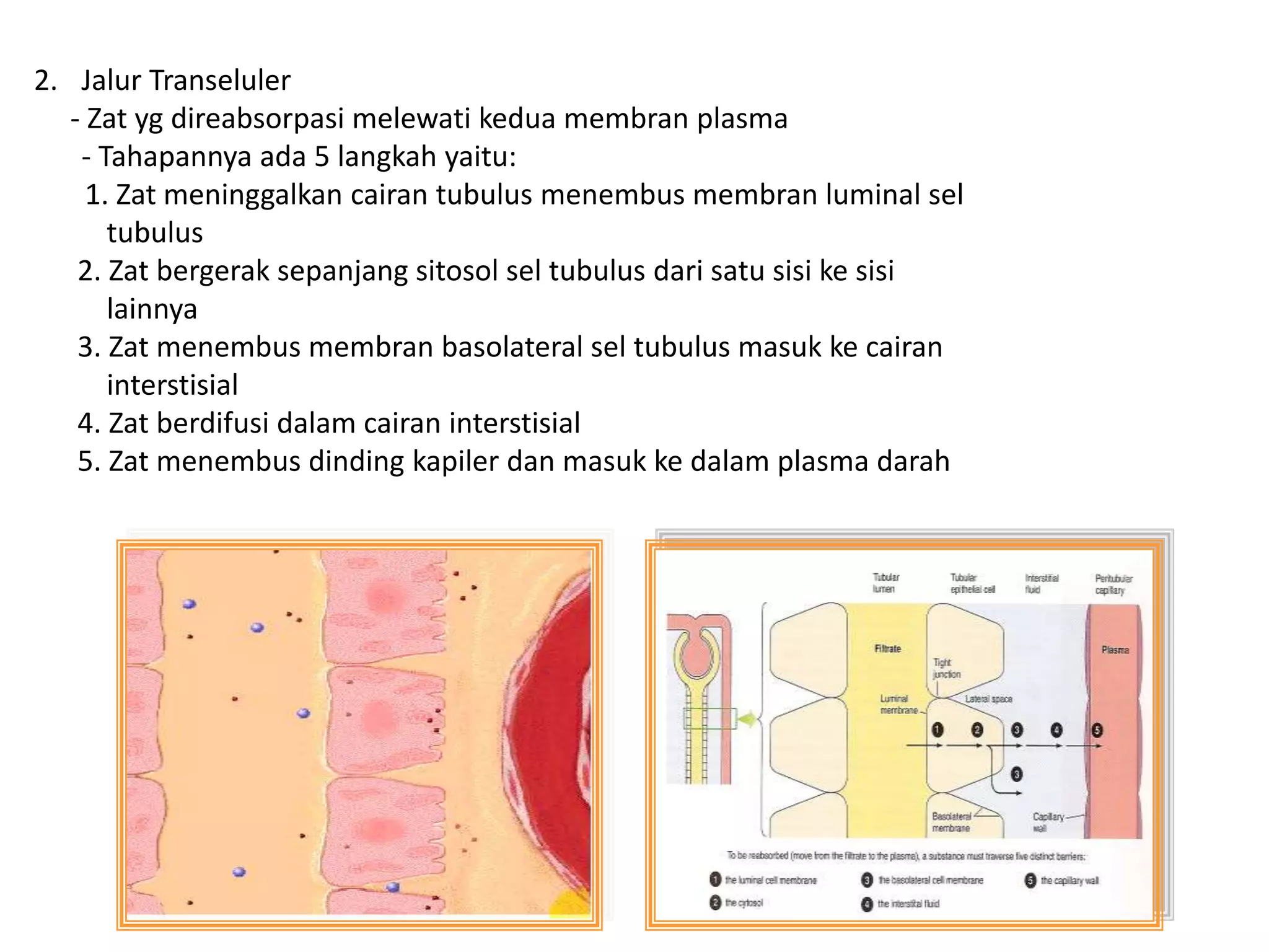 Anatomi Fisiologi Sistem Perkemihan (Traktus Urinarius) | PPTX