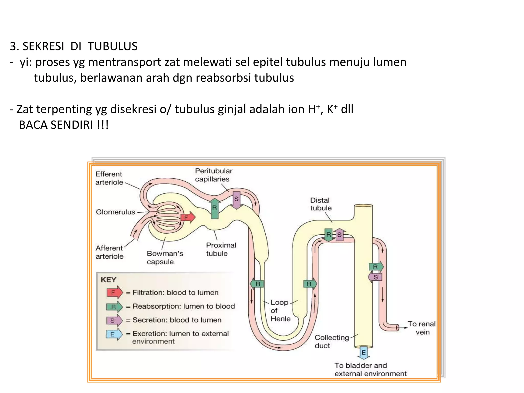 Anatomi Fisiologi Sistem Perkemihan (Traktus Urinarius) | PPTX