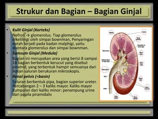Anatomi Fisiologi Sistem Perkemihan (Traktus Urinarius) | PPTX