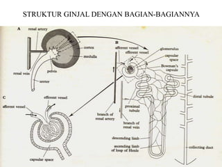 Anatomi Fisiologi Sistem Perkemihan (Traktus Urinarius) | PPTX