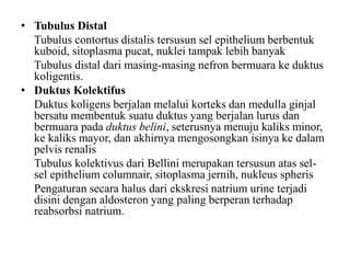 Anatomi Fisiologi Sistem Perkemihan (Traktus Urinarius) | PPTX
