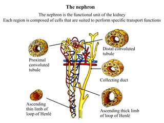 Anatomi Fisiologi Sistem Perkemihan (Traktus Urinarius) | PPTX