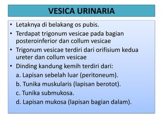 Anatomi Fisiologi Sistem Perkemihan (Traktus Urinarius) | PPTX