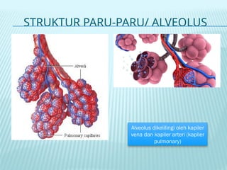 ANATOMI FISIOLOGI SISTEM PERNAFASAN.pptx