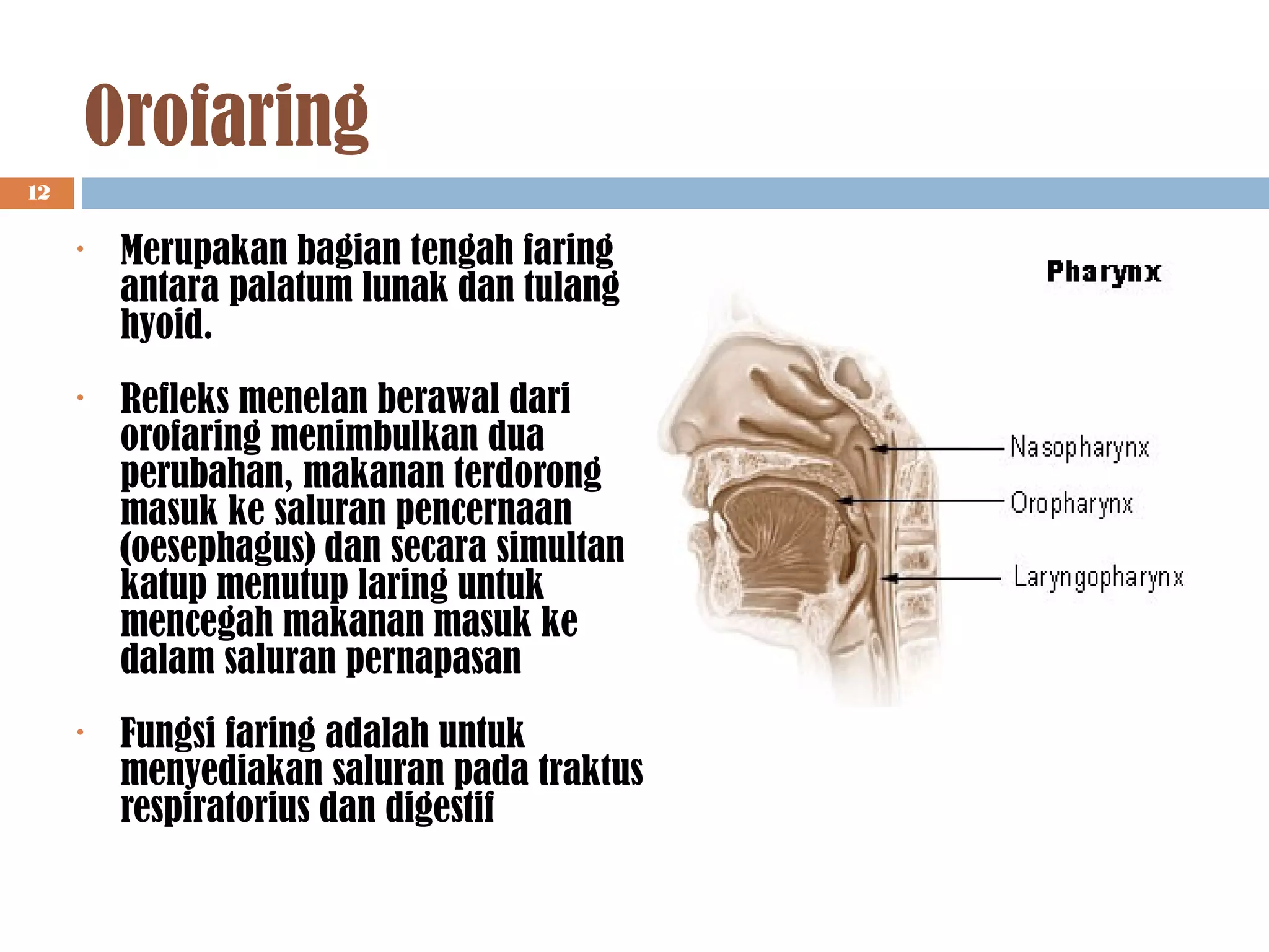 Anatomi fisiologi sistem pernafasan tm1 | PPT