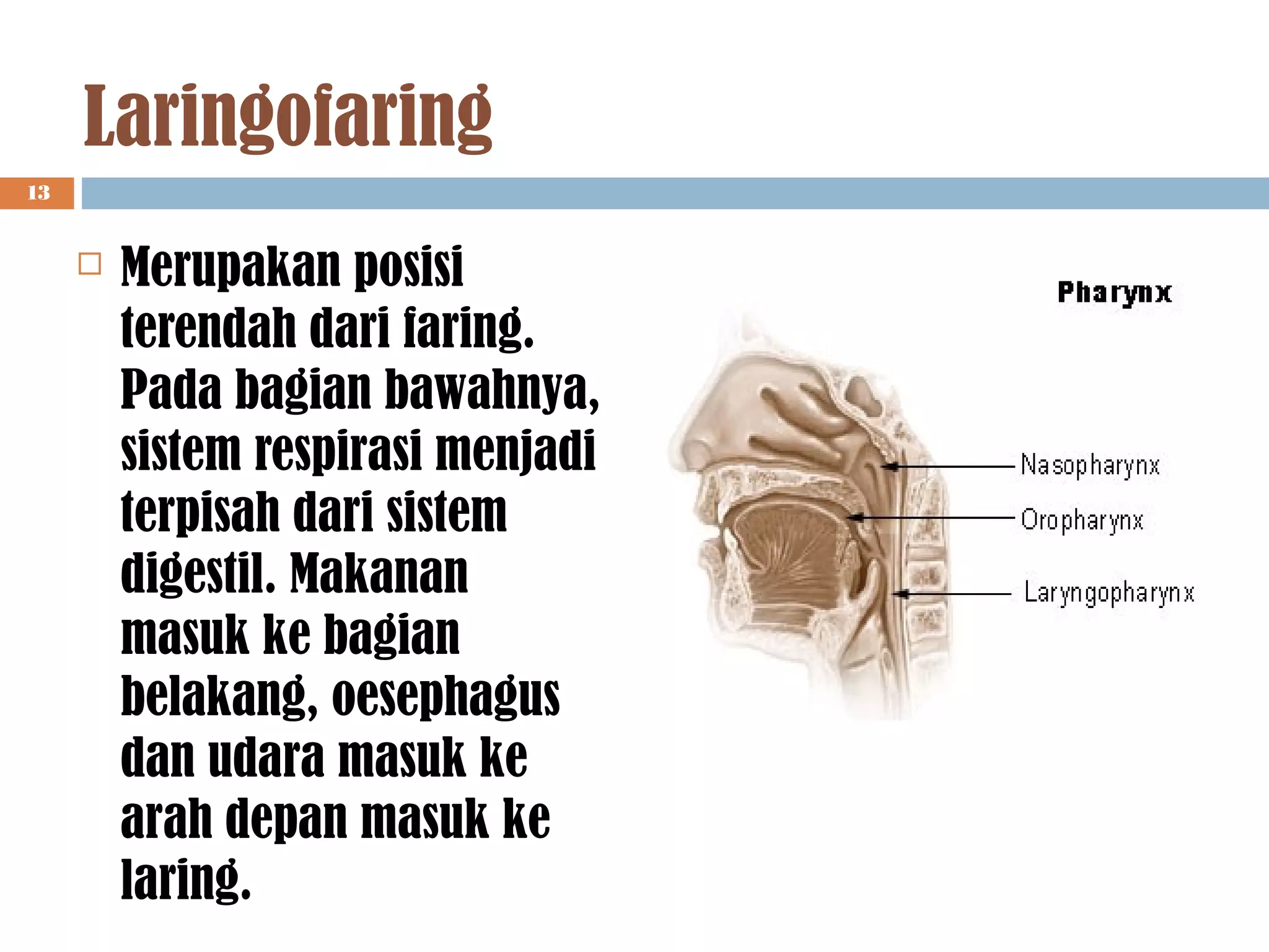 Anatomi fisiologi sistem pernafasan tm1 | PPT