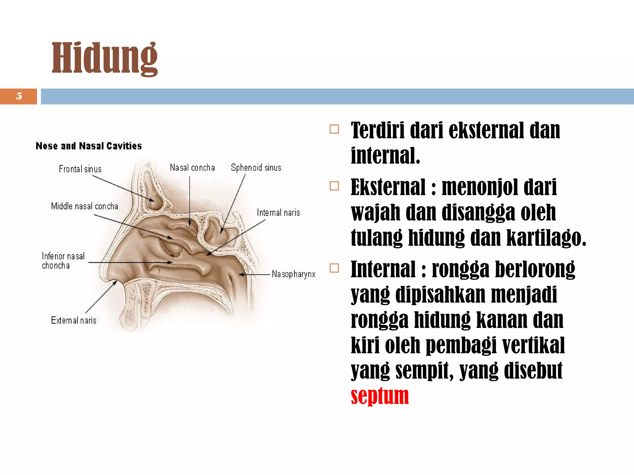 Anatomi fisiologi sistem pernafasan tm1 | PPT