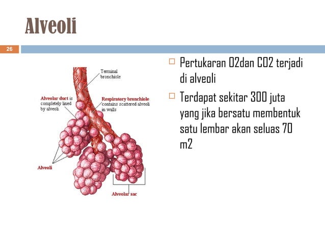 Anatomi fisiologi sistem pernafasan tm1 | PPT