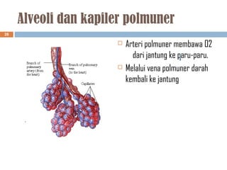 Anatomi fisiologi sistem pernafasan tm1 | PPT