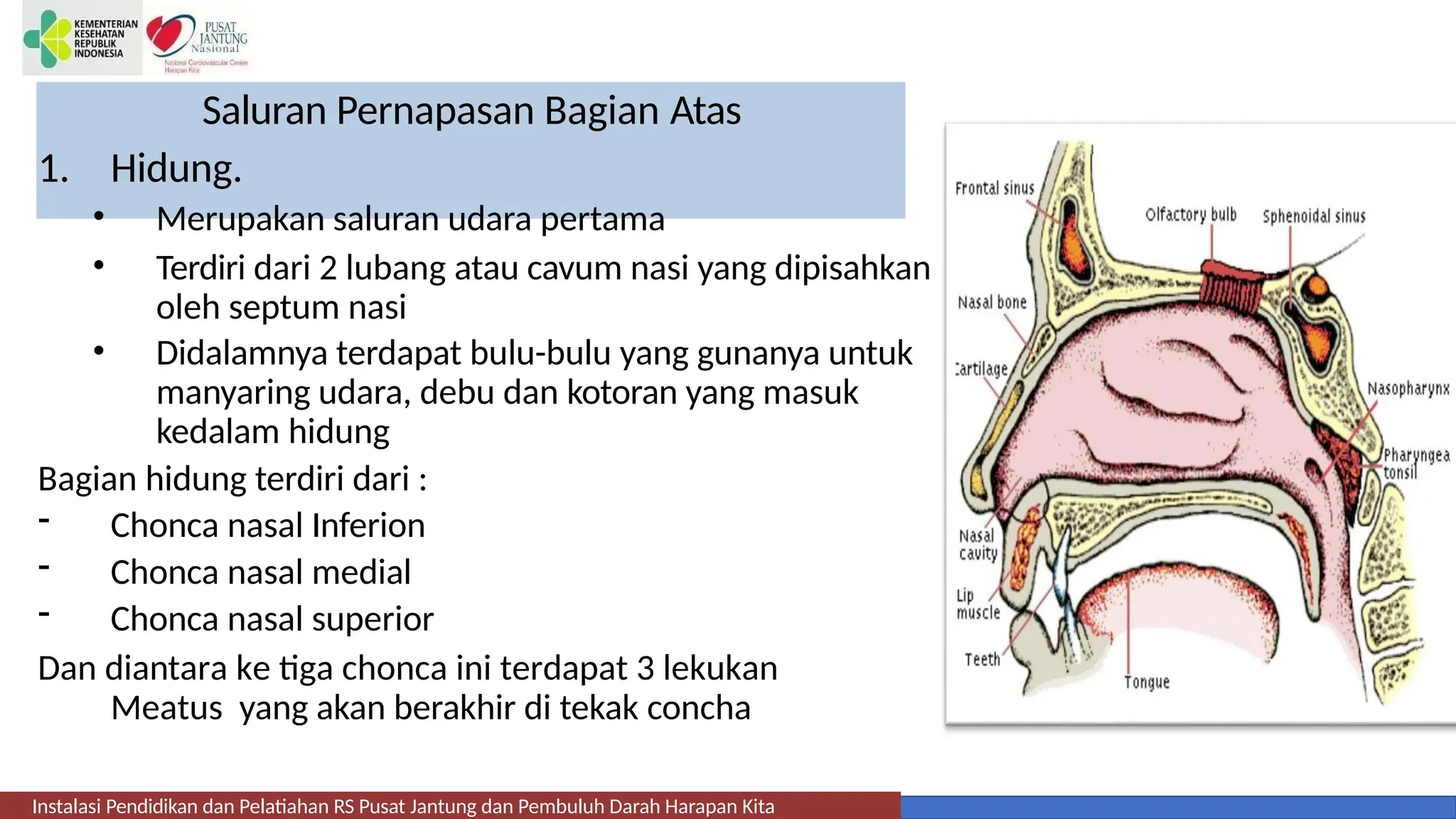 Anatomi Fisiologi Sistem Pernafasan.pptx