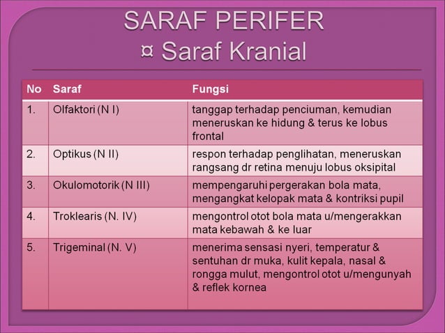 Anatomi fisiologi sistem persarafan | PPT