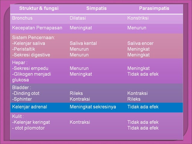 Anatomi fisiologi sistem persarafan | PPT