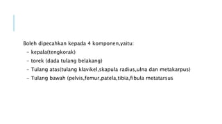 ANATOMI FISIOLOGI SISTEM RANGKA Eyren ifa aulia.pptx | Free Download