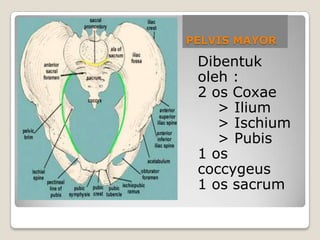 Anatomi fisiologi sistem reproduksi | PPTX