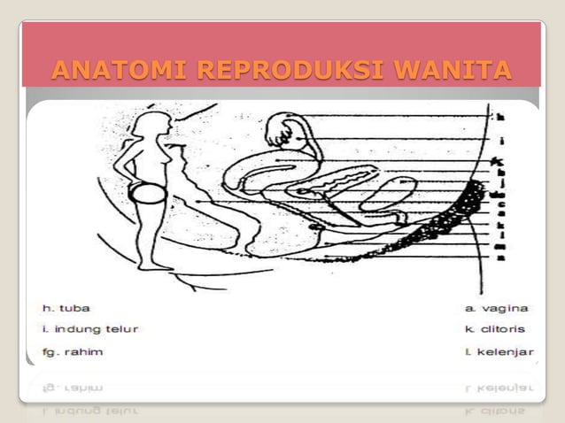 Anatomi fisiologi sistem reproduksi | PPTX