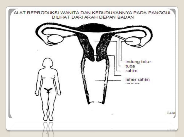 Anatomi fisiologi sistem reproduksi | PPTX
