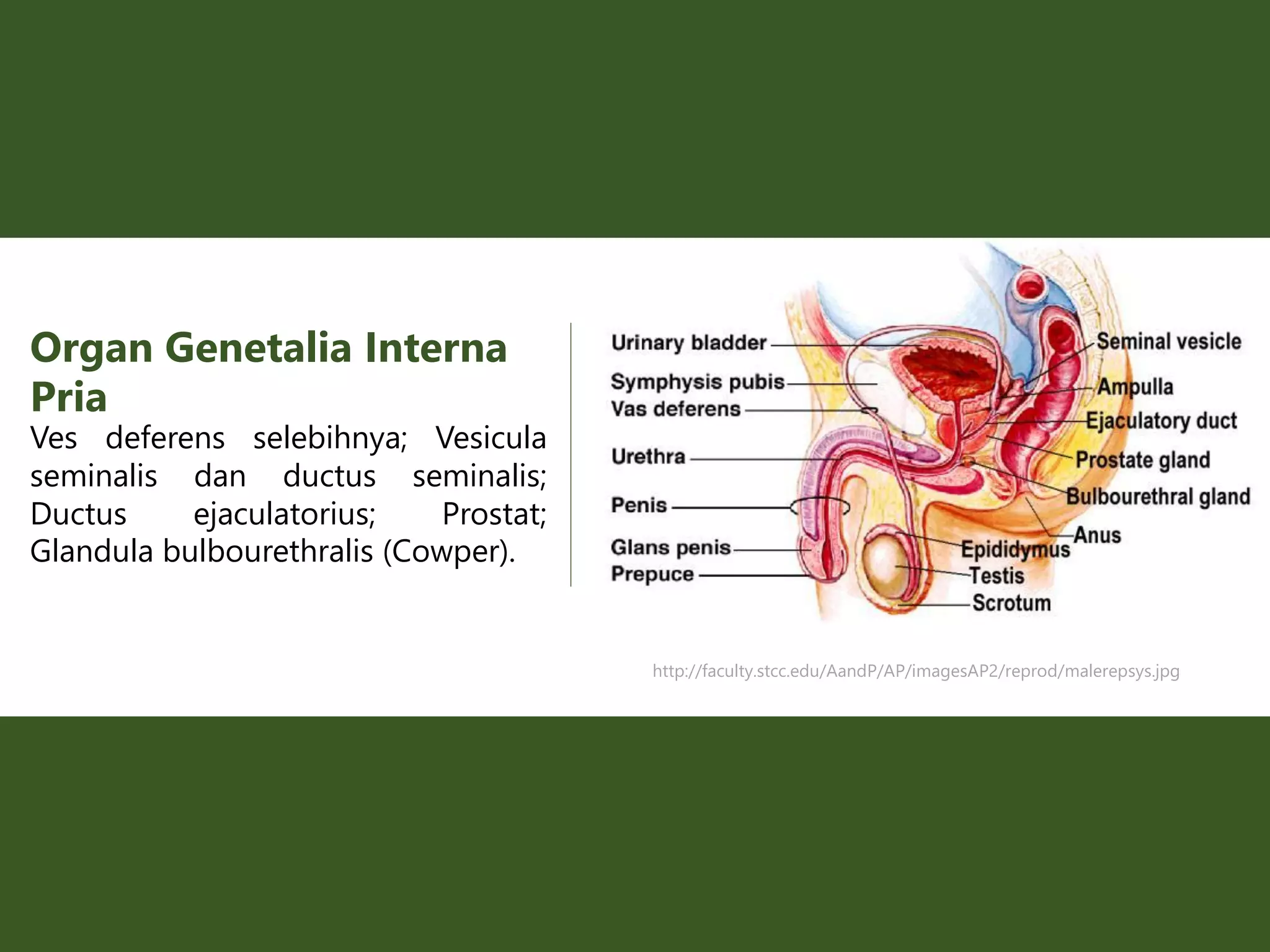 Anatomi fisiologi sistem reproduksi | PDF
