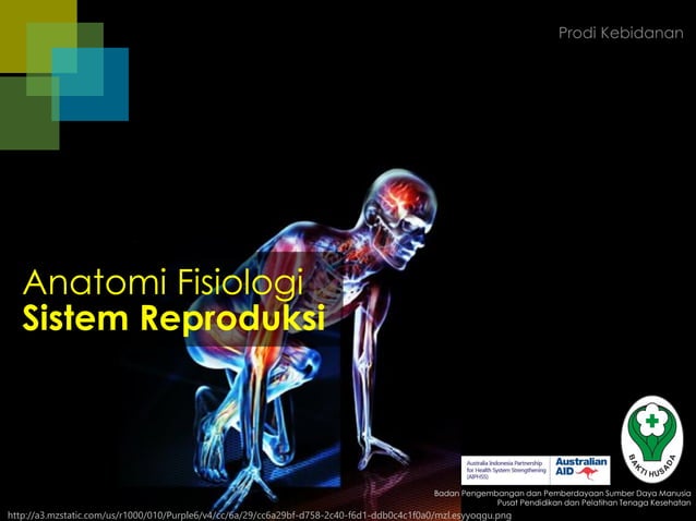 Anatomi fisiologi sistem reproduksi | PDF