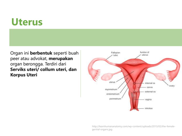 Anatomi fisiologi sistem reproduksi | PDF