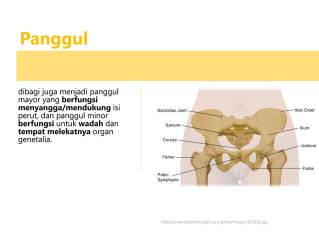 Anatomi fisiologi sistem reproduksi | PDF