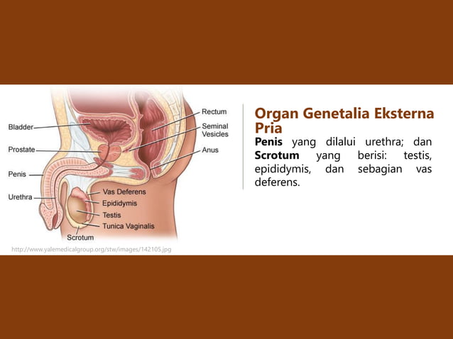Anatomi fisiologi sistem reproduksi | PDF