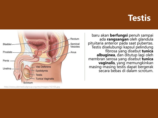 Anatomi fisiologi sistem reproduksi | PDF