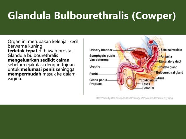 Anatomi fisiologi sistem reproduksi | PDF
