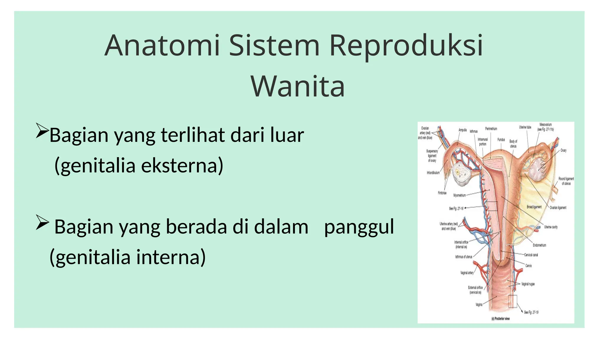ANATOMI FISIOLOGI SISTEM REPRODUKSI.pptx
