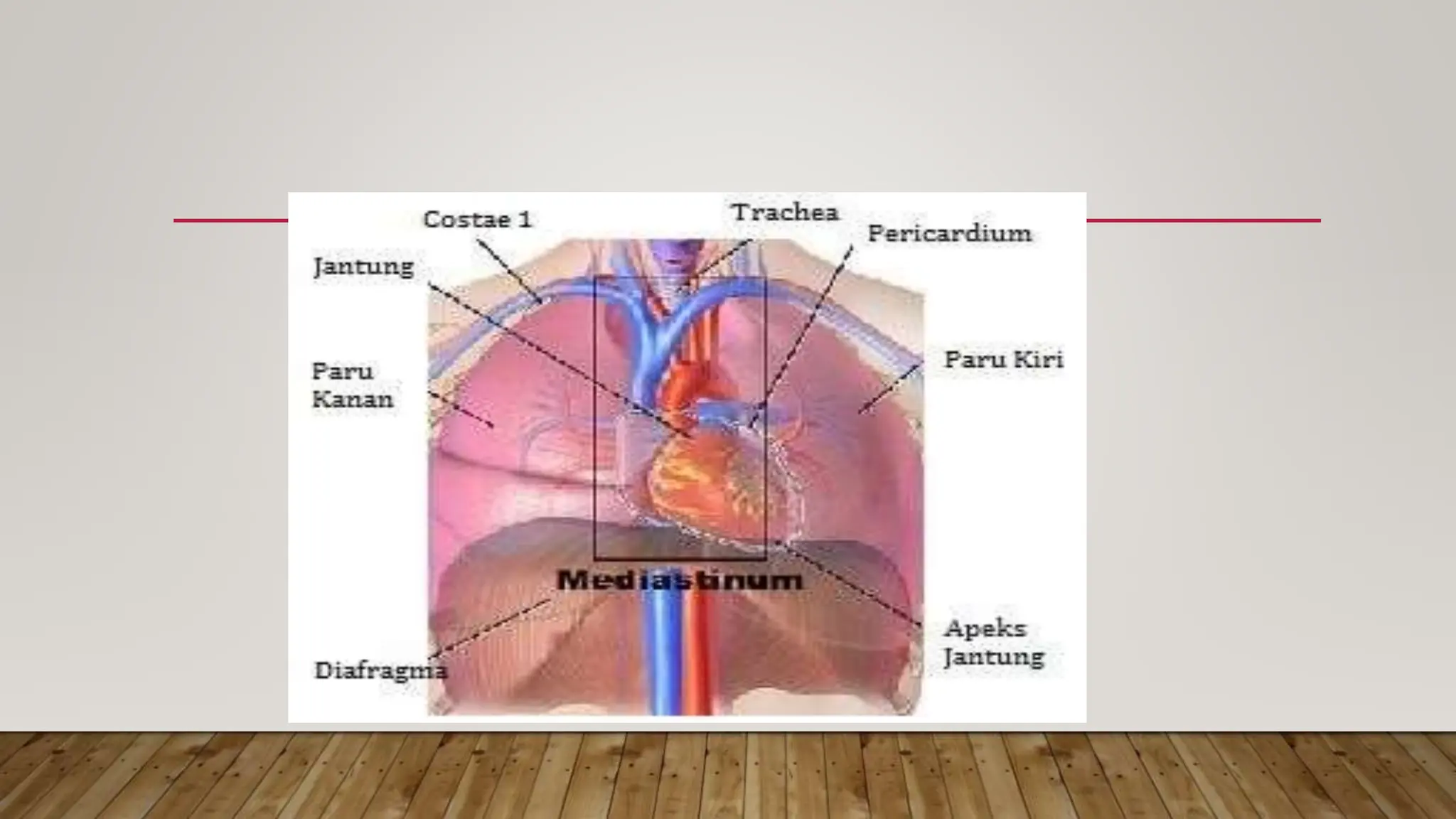 ANATOMI FISIOLOGI SISTEM RESPIRASI DAN KARDIOVASKULER.pdf. wita | PDF